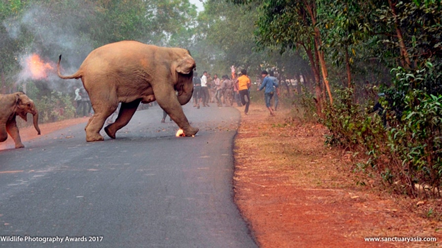 'Hell is Here' for burning elephants in award-winning photo | Fox News