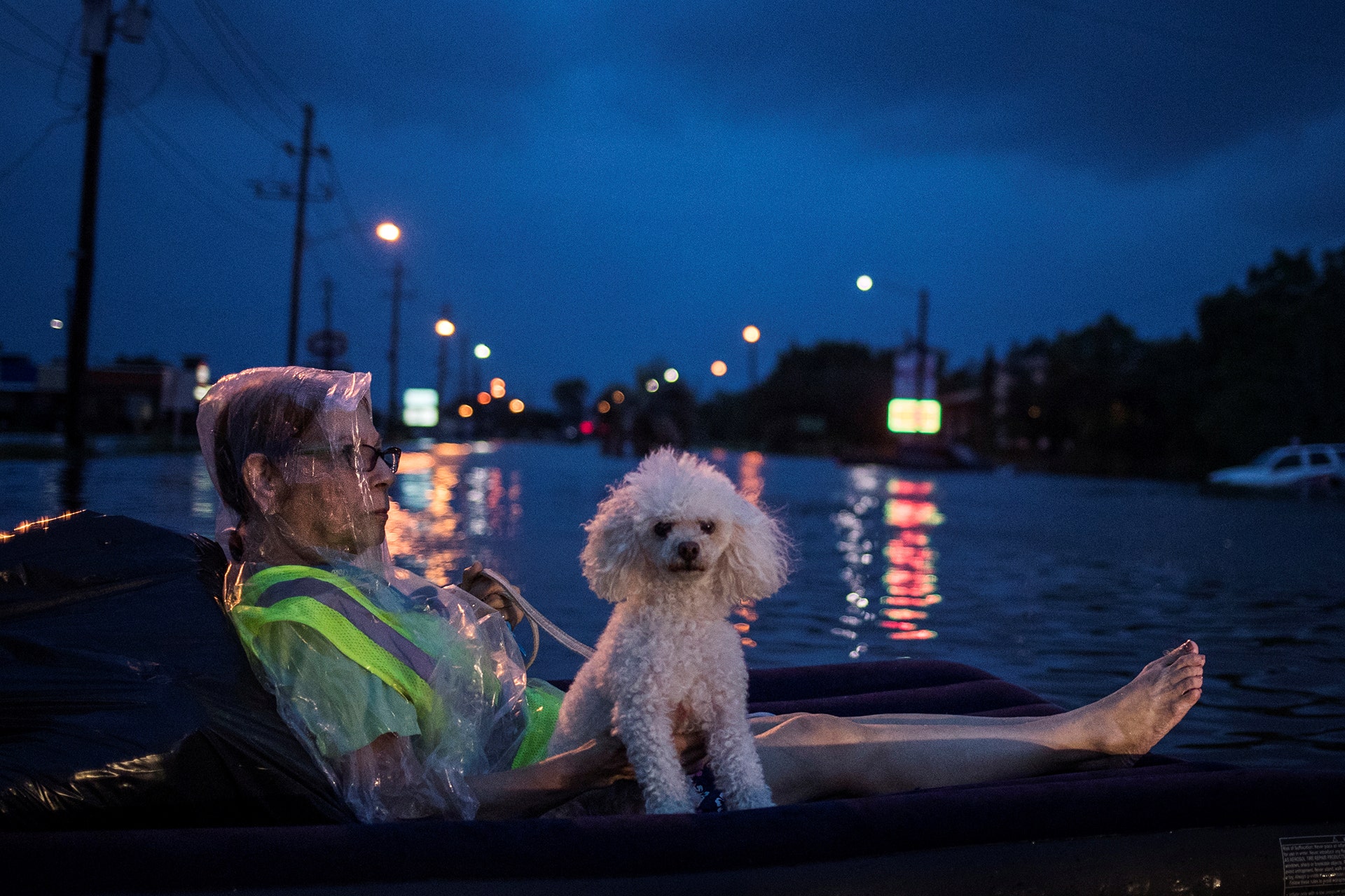 The animals of Harvey | Fox News