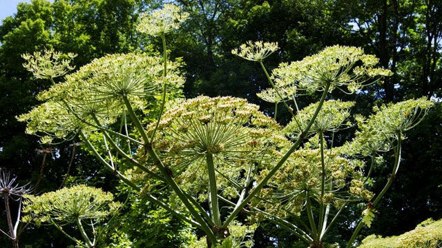 New Yorkers: Beware of 'Monster' Plant Causing Blisters, Blindness ...
