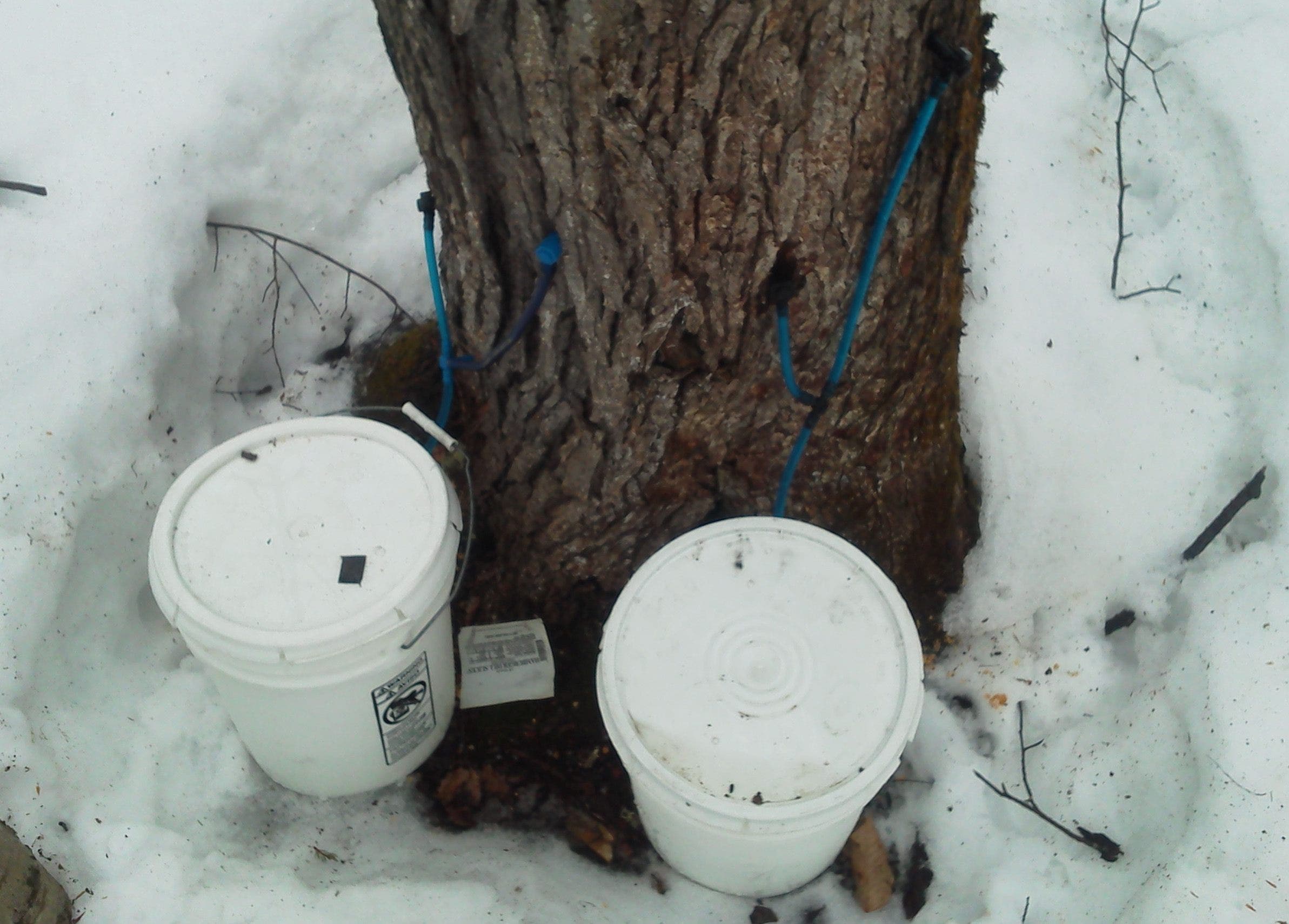 Sticky-fingered thieves steal sap out of maple trees in Maine, damaging ...