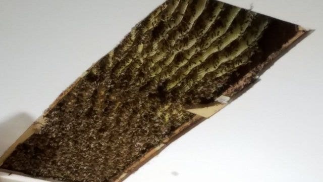 Georgia home nightmare: Bees by the hundreds of thousands | Fox News