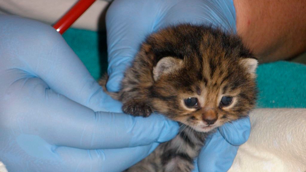 Endangered Kittens Are Born Using In-Vitro Fertilization | Fox News