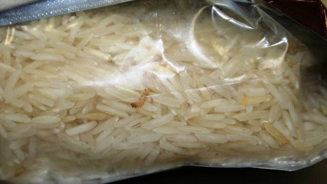 Feared Beetle Makes Its Way to U.S. in Rice from India | Fox News
