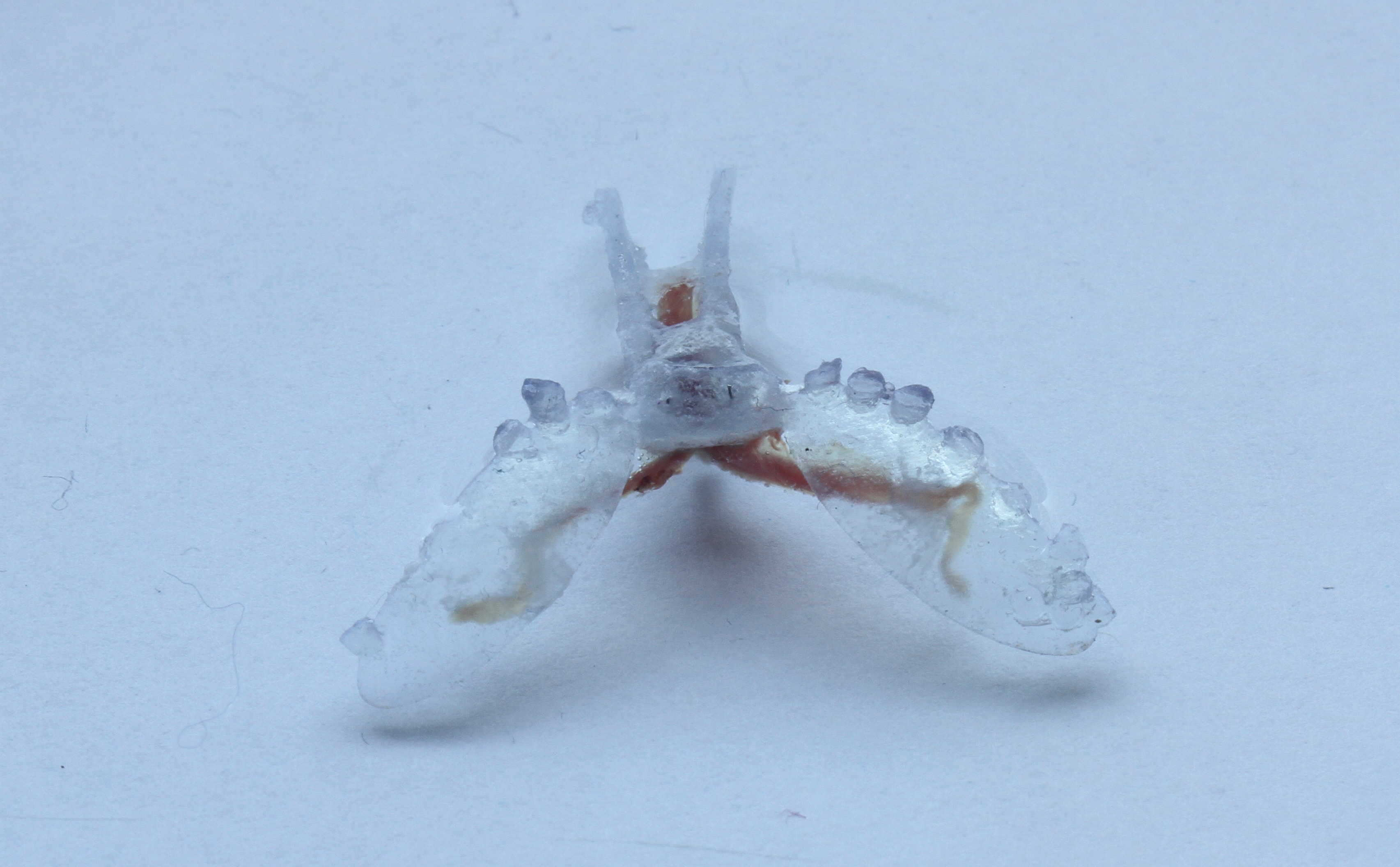New underwater robot is powered by sea slug muscle | Fox News