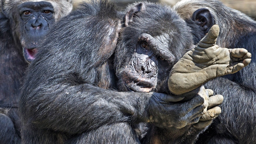 Chimp leader killed, eaten by his former subjects | Fox News