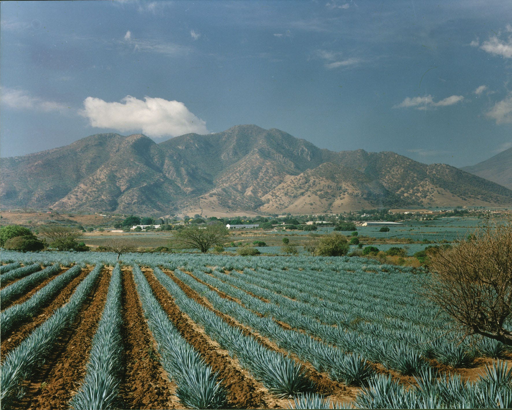 Tequila's Dirty Secret: It’s Causing a Major Environmental Problem in ...