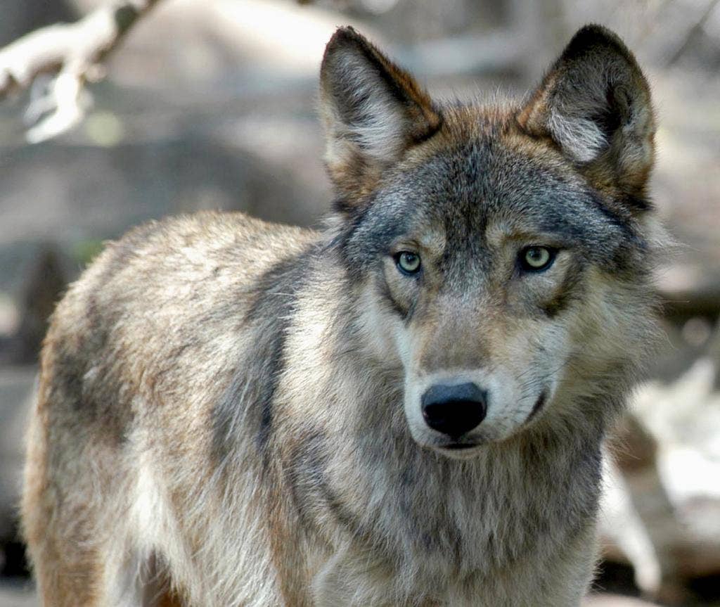 Midwest wolves may find themselves in the crosshairs again | Fox News