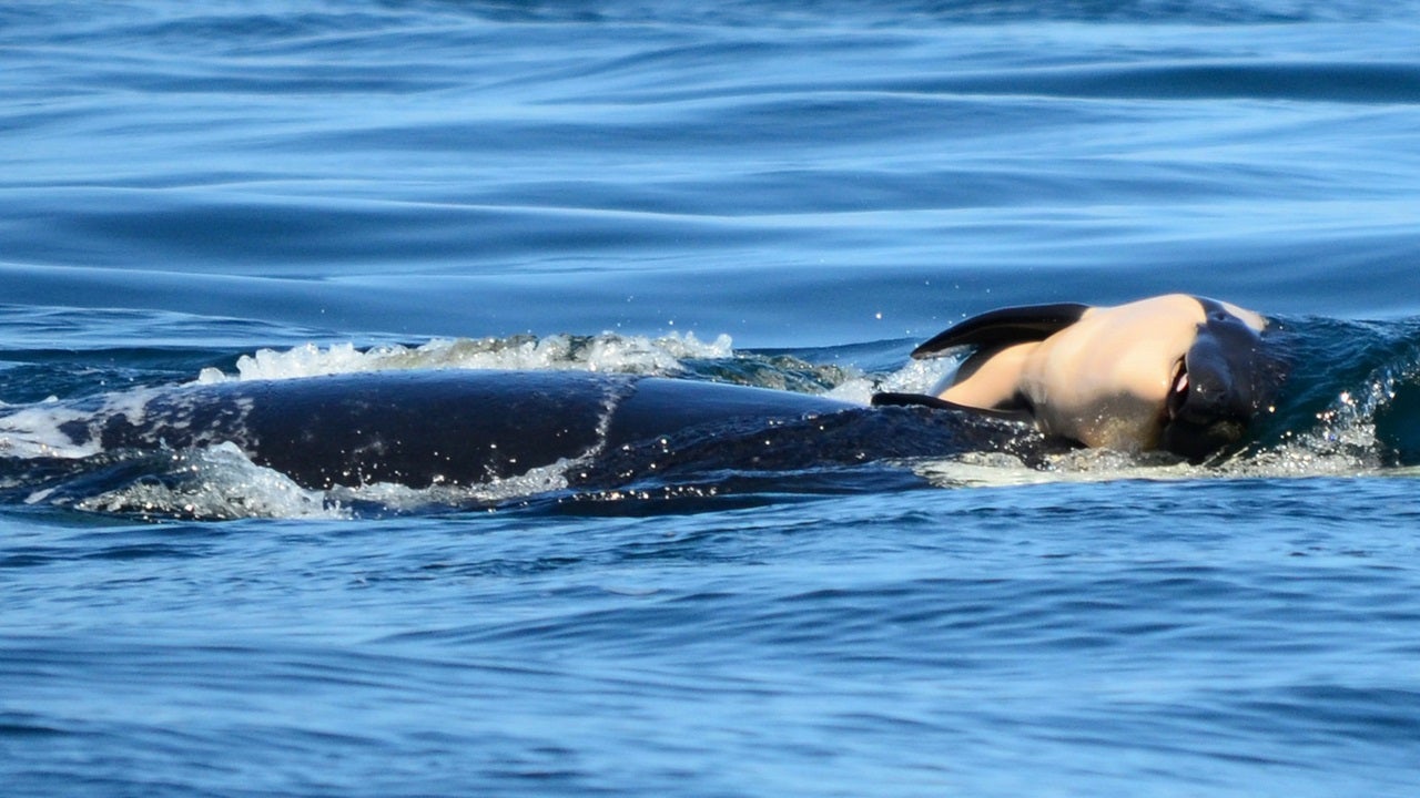 Devastating photos show grieving orca pushing dead calf to water ...