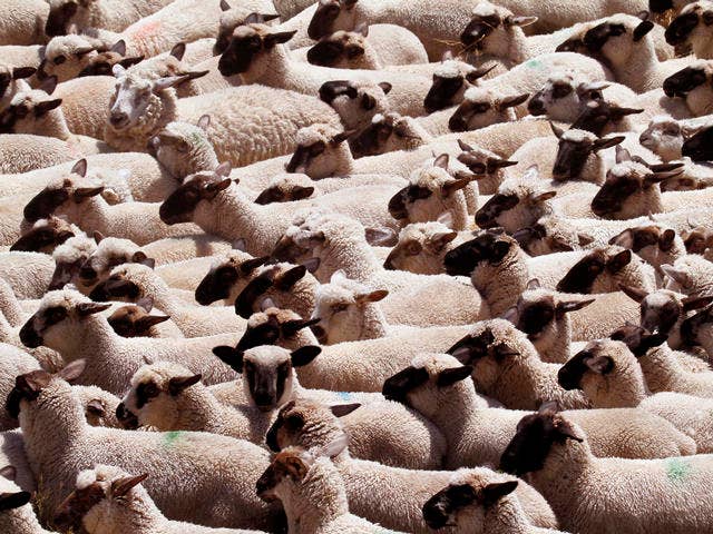Ethnic Communities Help Boost Sheep Prices | Fox News