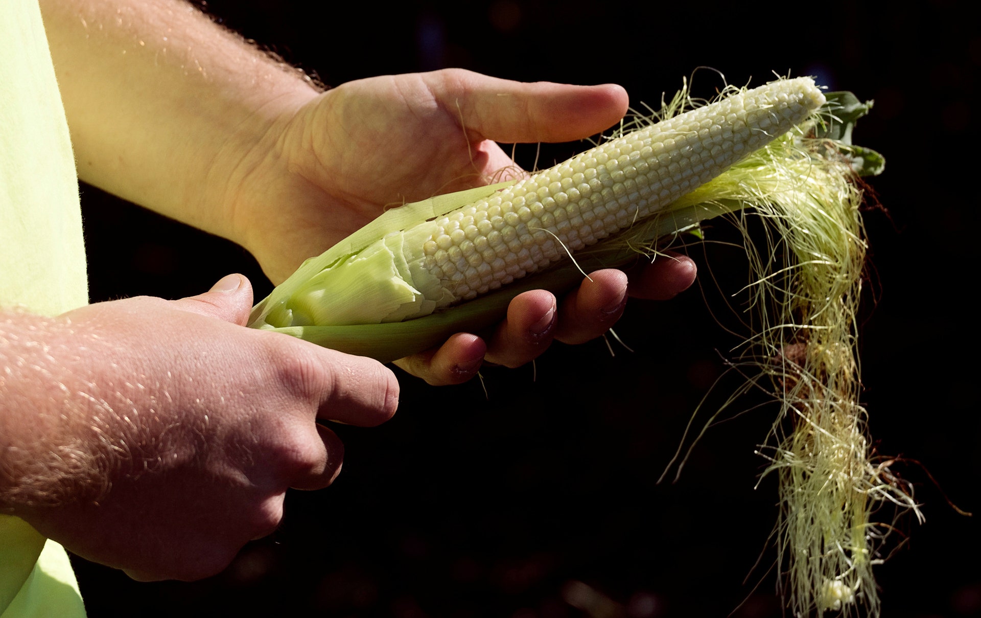 Genetically optimized corn is more nutritious, could revolutionize ...