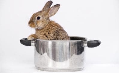 How to Cook an Easter Bunny | Fox News