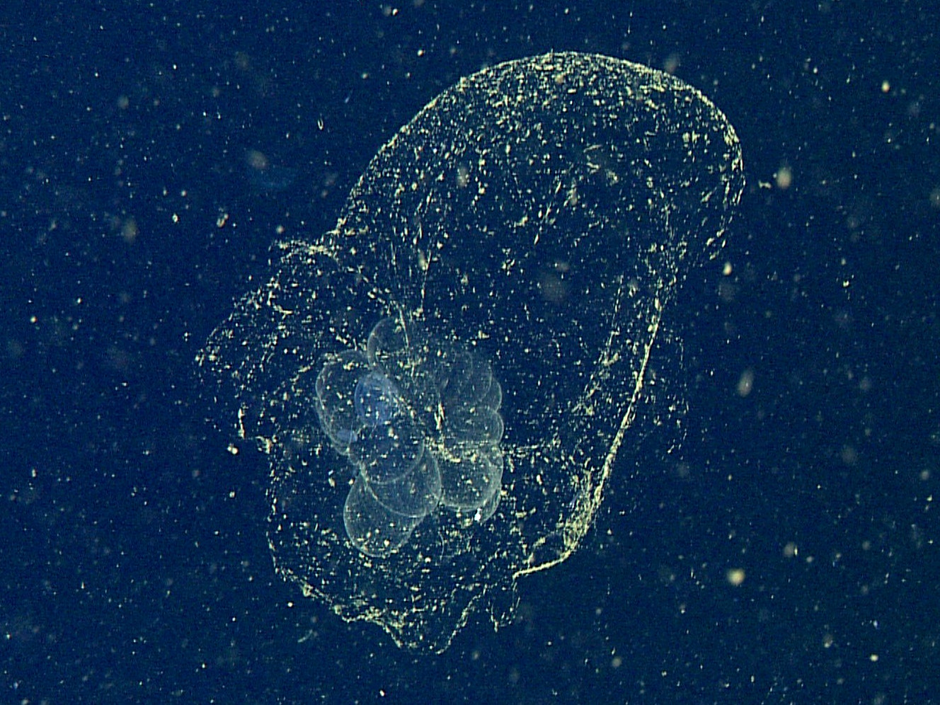 'Mythical' sea blob finally spotted a century after its discovery | Fox ...