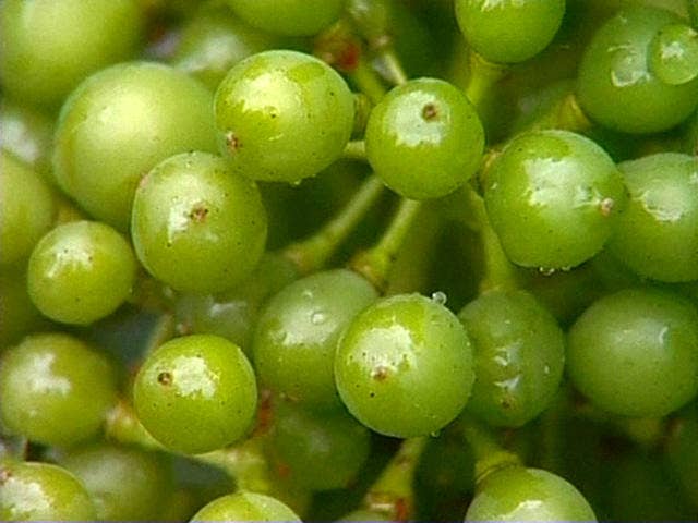The Powerful Protection of Grape Seed | Fox News