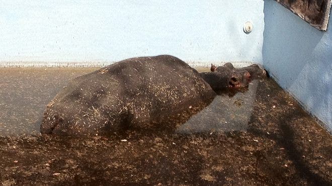 Hippo who wandered into pool at South Africa lodge dies | Fox News