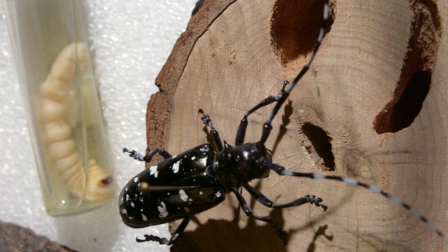 War on Terror Misses Invaders: Invasive Bugs, Diseases | Fox News