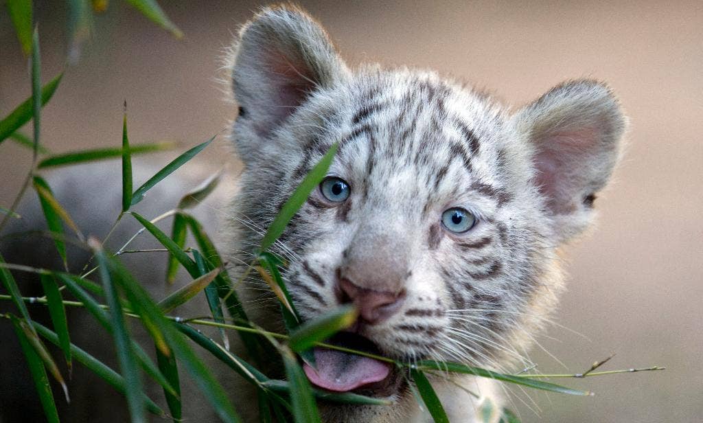 Buenos Aires zoo shows off baby white Bengal tiger triplets | Fox News