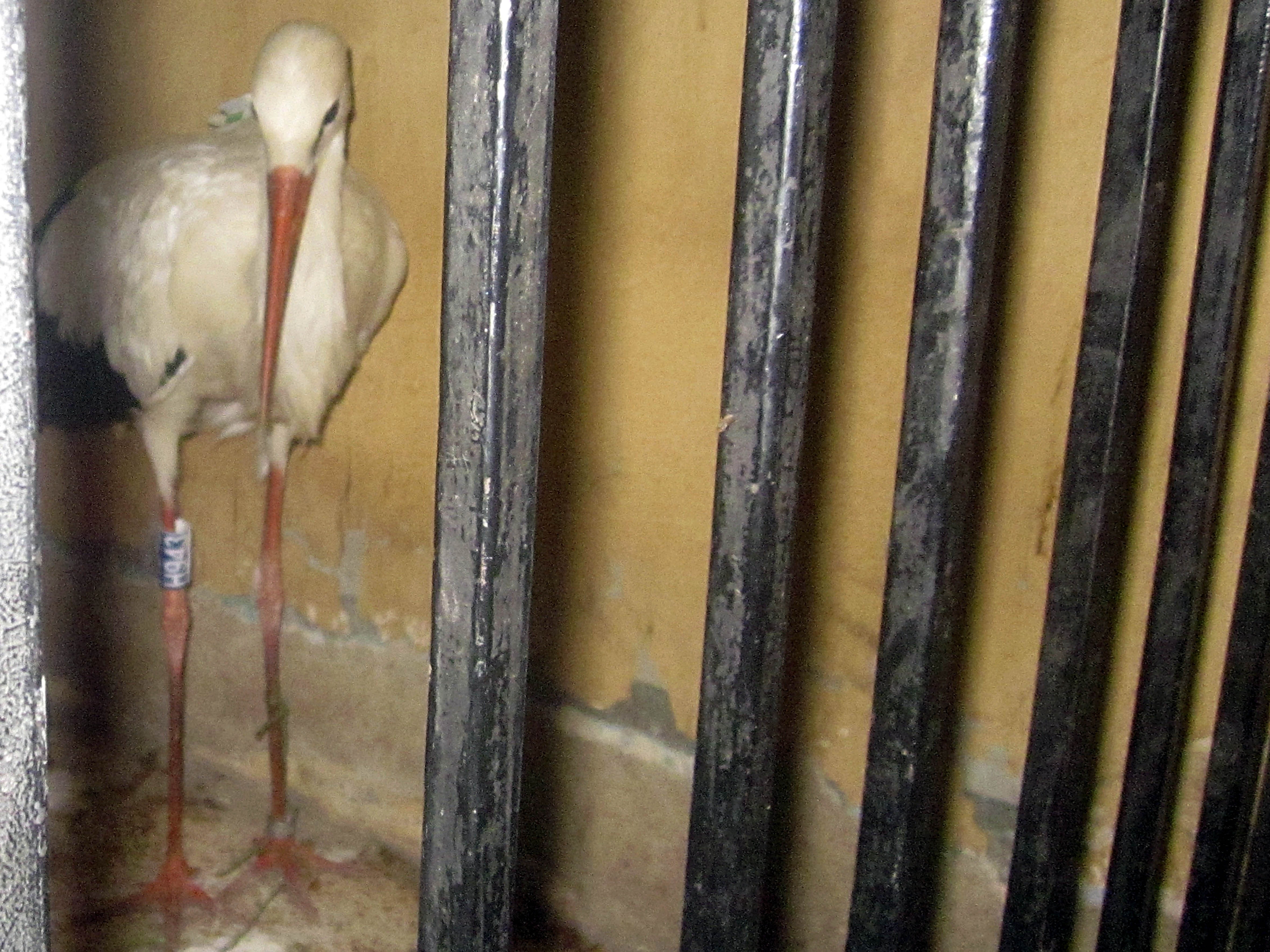 Egyptian authorities detain suspected 'spy' bird | Fox News