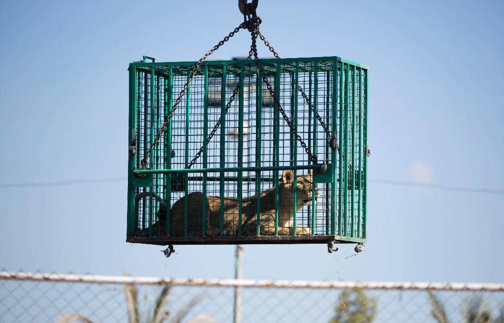 Gaza lions en route to Jordan, via Israel, after zoo damaged in recent ...