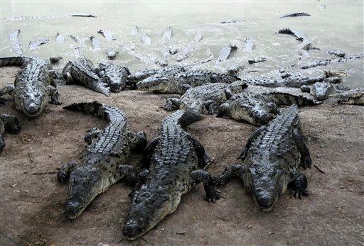 Indonesia considers prison guarded by crocodiles -- because they can't ...