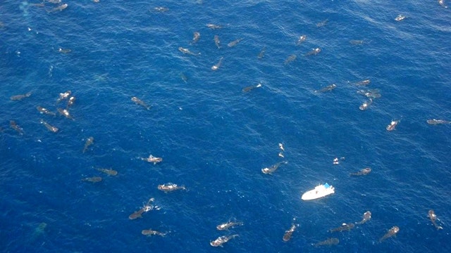 Massive Shark Meetup Sets Toothy World Record | Fox News