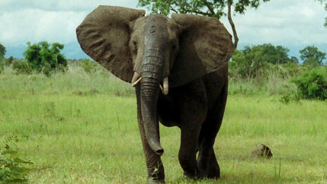 Elephant Kills 11 People in Two-Week Rampage | Fox News