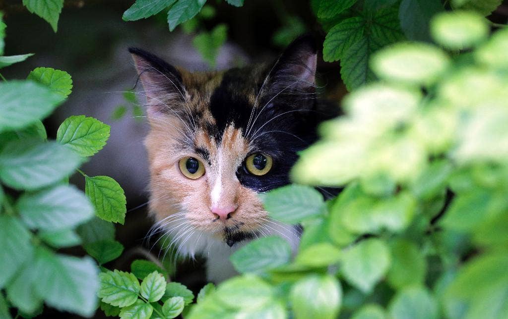 Texas General Land Office announces calico kitty named Bella new ...