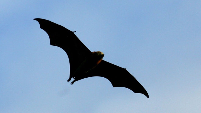 Bats on the border: Giant colonies of flying mammals taking over Texas ...