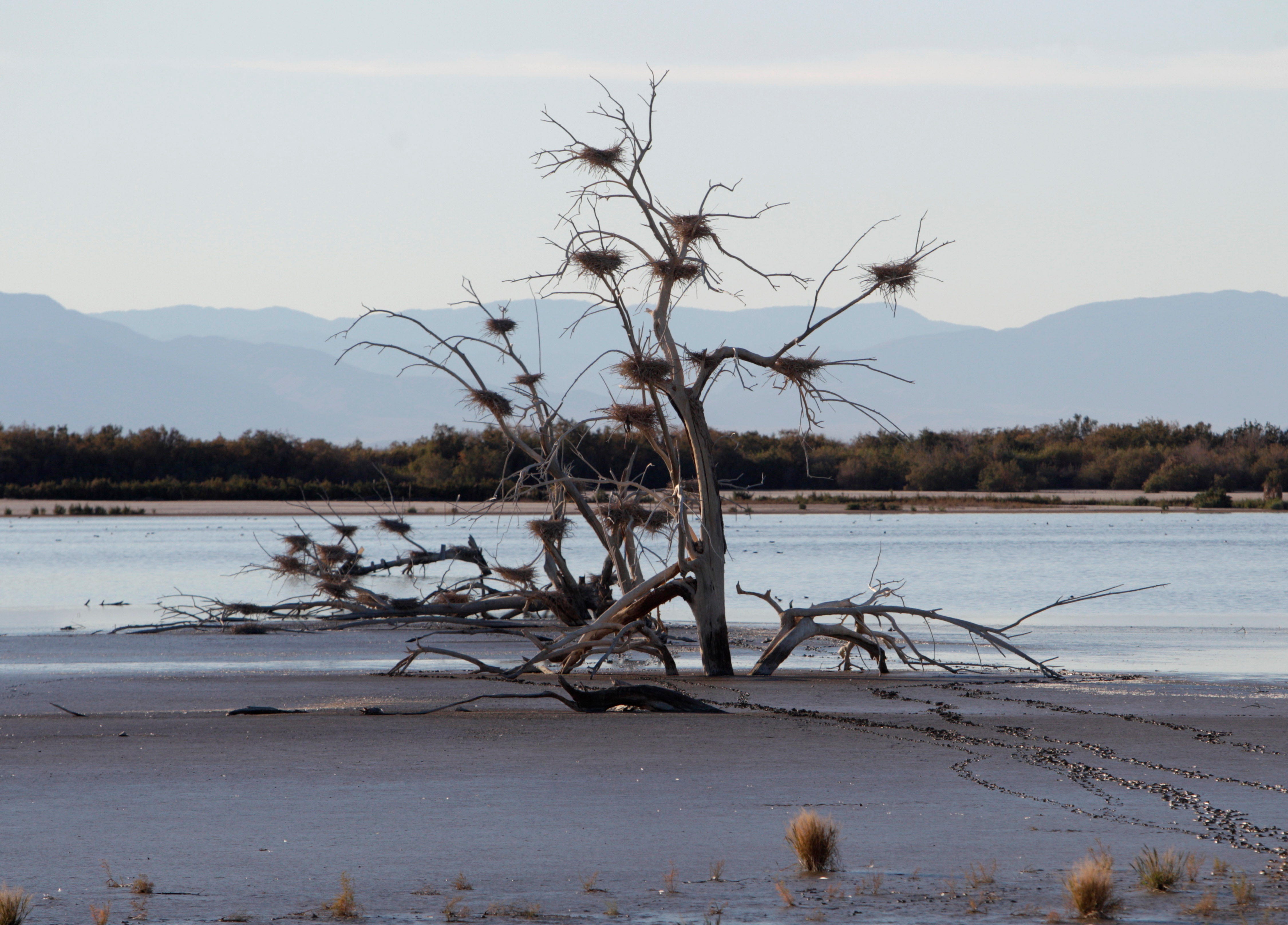 Salton Sea eyed as culprit of big stink in Southern California | Fox News