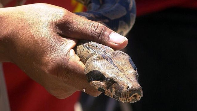 8-year-old boy vacationing in S.C. bitten by Colombian boa he was ...