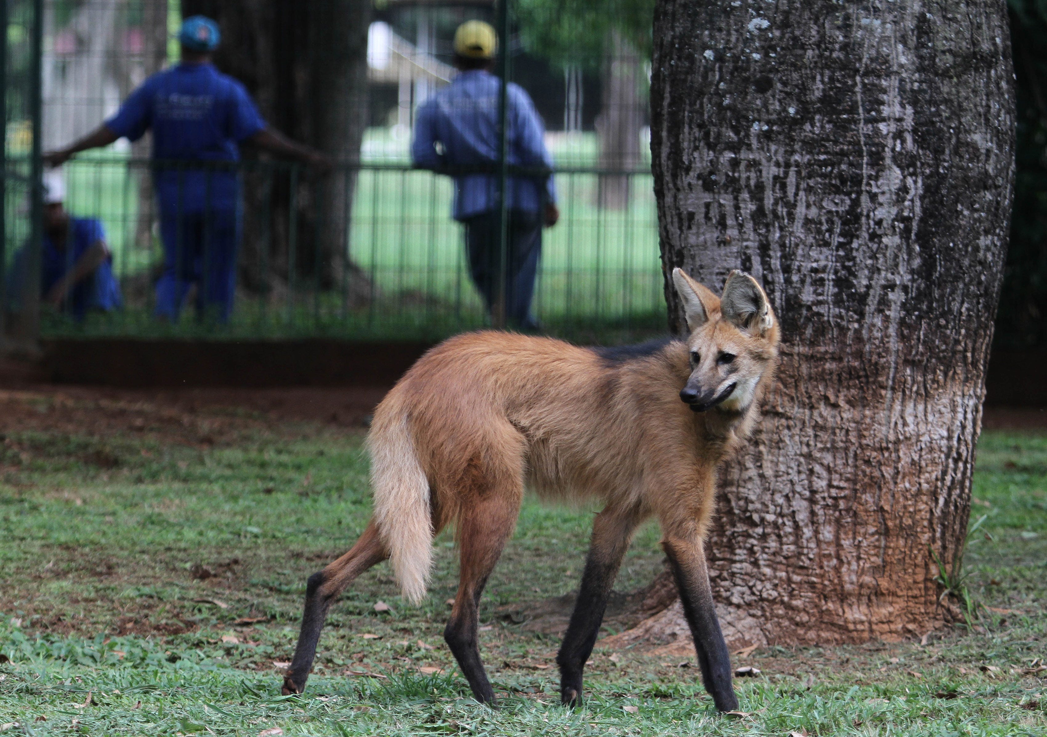 Brazil plans to clone declining wild animal species | Fox News