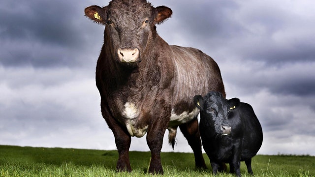 Mini-Moo: Guinness Finds World's Smallest Cow | Fox News