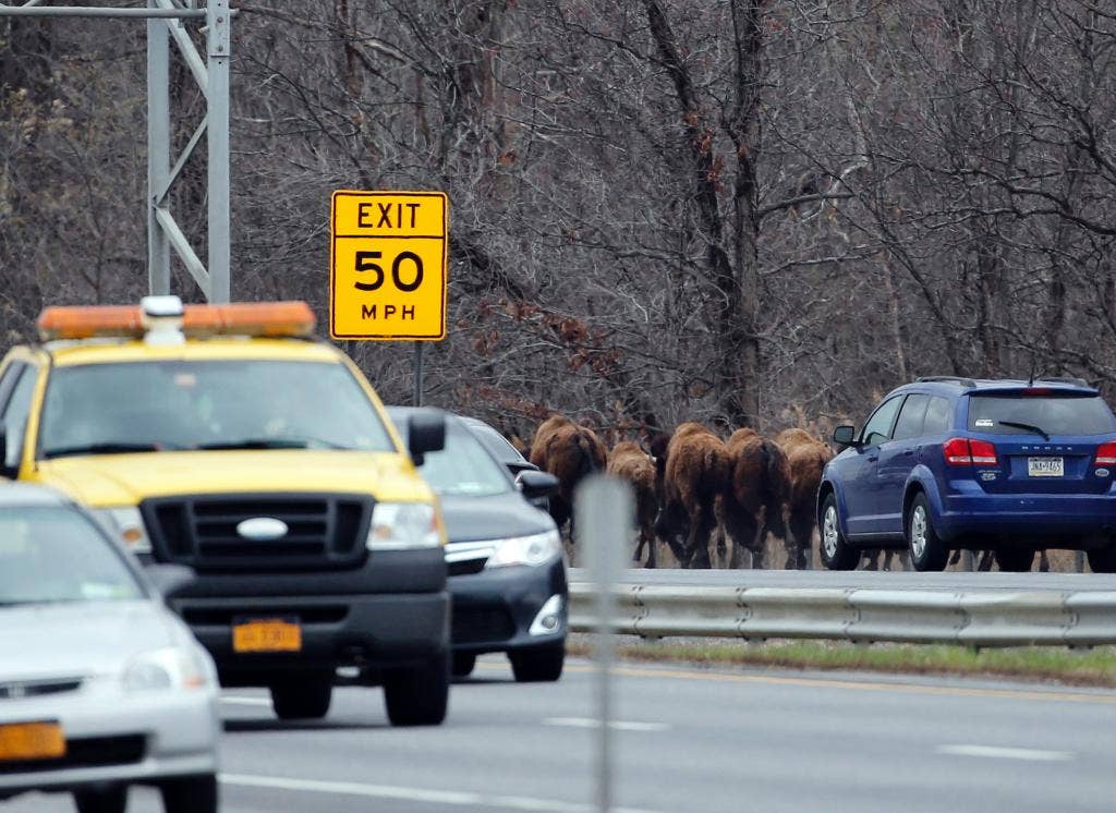 Small herd of loose buffalo crosses New York State Thruway; drivers ...