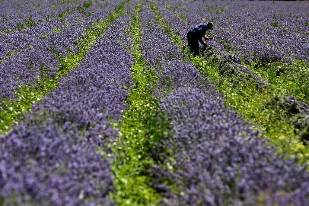 Bulgaria tops lavender oil production, outpacing France | Fox News