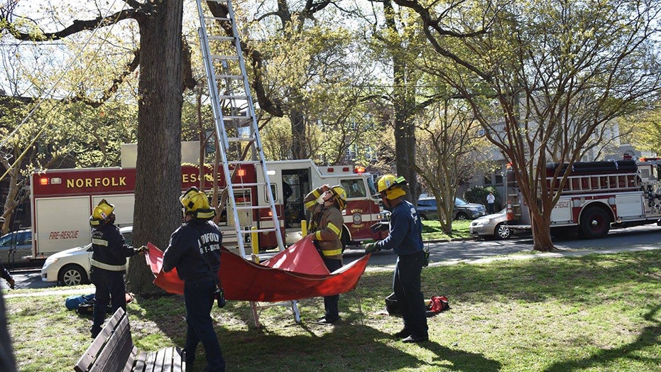 Stuck in a tree: A scared cat, and the cat's would-be rescuer | Fox News
