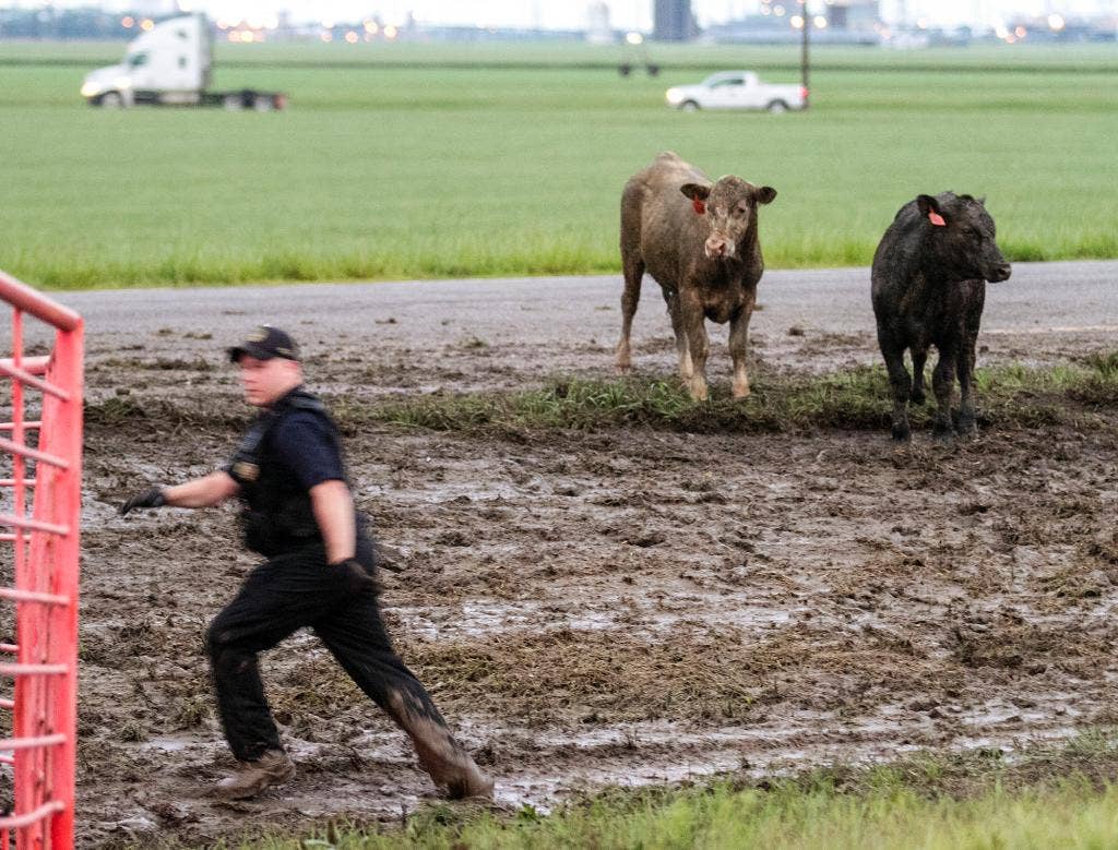 Cowboys round up cattle roaming on Kansas highway after semi overturns ...