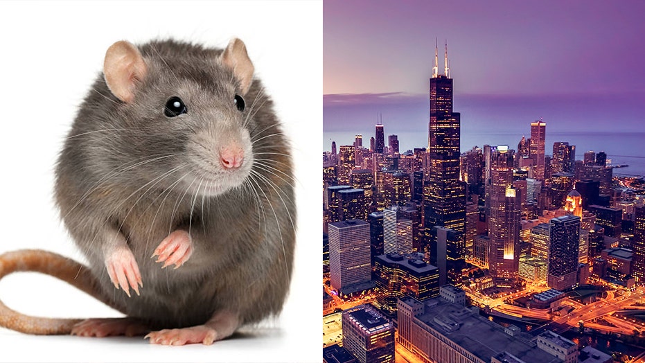 Chicago named 'rat capital' of the country amid rodent complaint spike ...