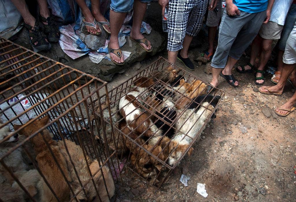 Chinese town proceeds with dog meat festival despite international ...