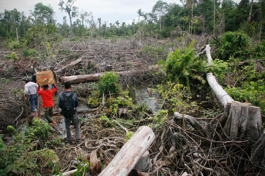 Saving trees, 1 person at a time: New US website lets individuals join ...
