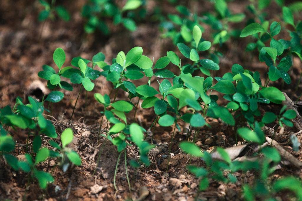 Coca production in Colombia jumped 44 percent, UN survey finds | Fox News