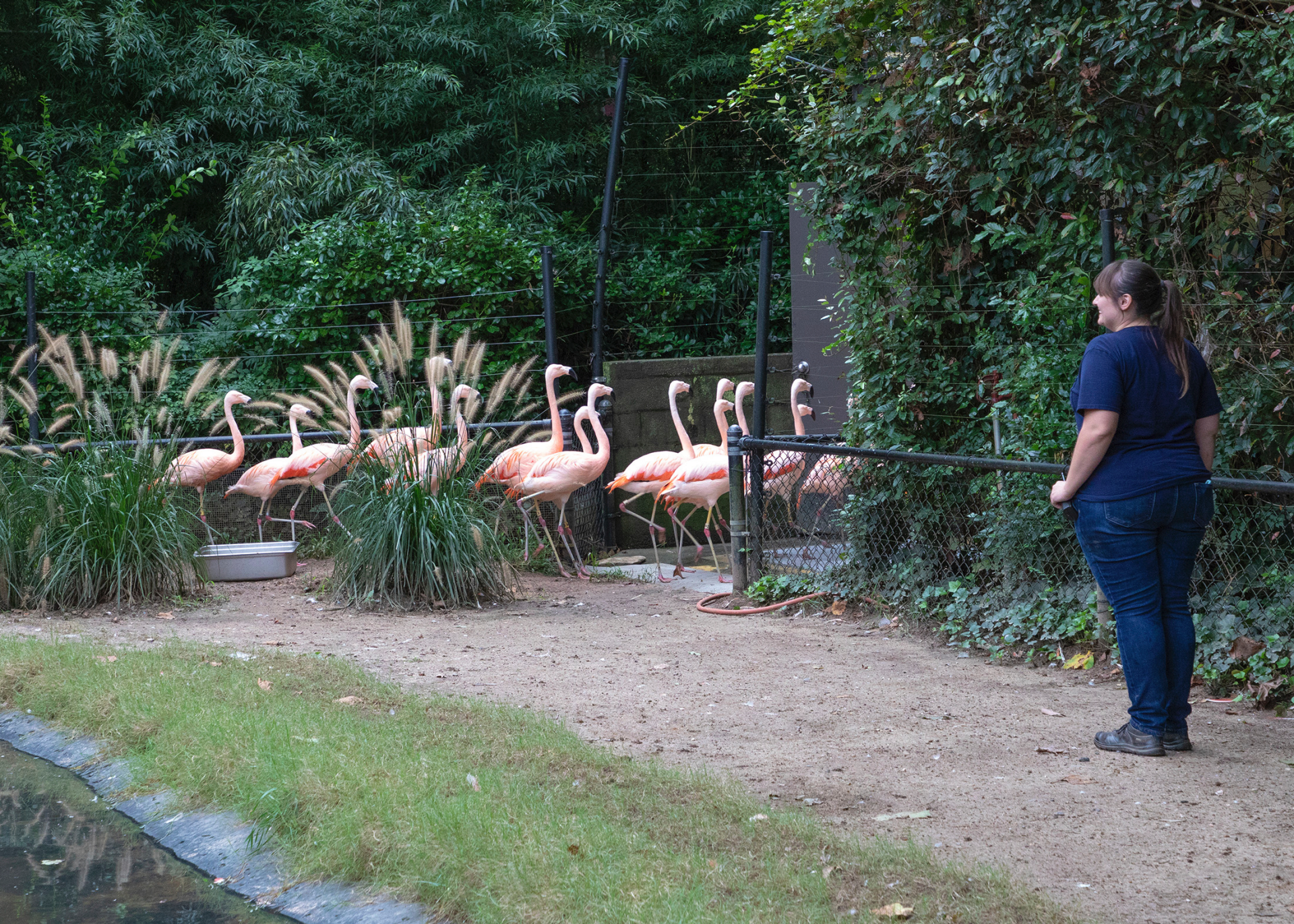 As people evacuate before hurricane, zoo animals move inside | Fox News