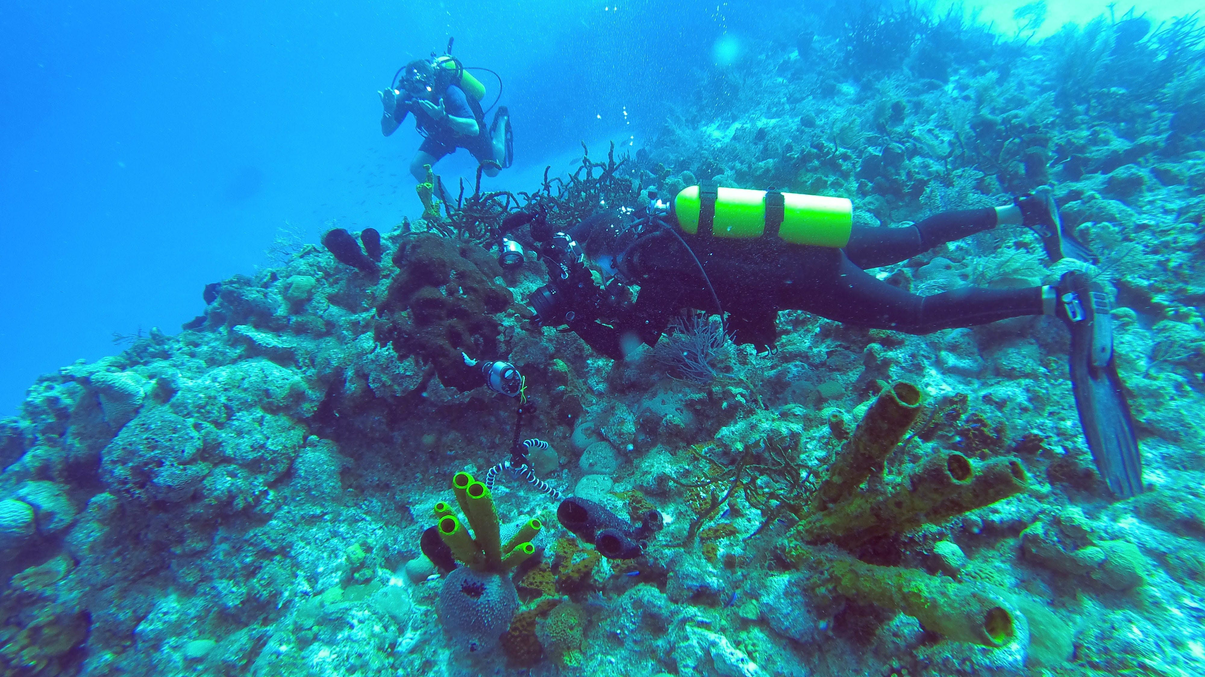 Crisp beauty: Cuba's pristine and protected coral reefs are a diver's ...