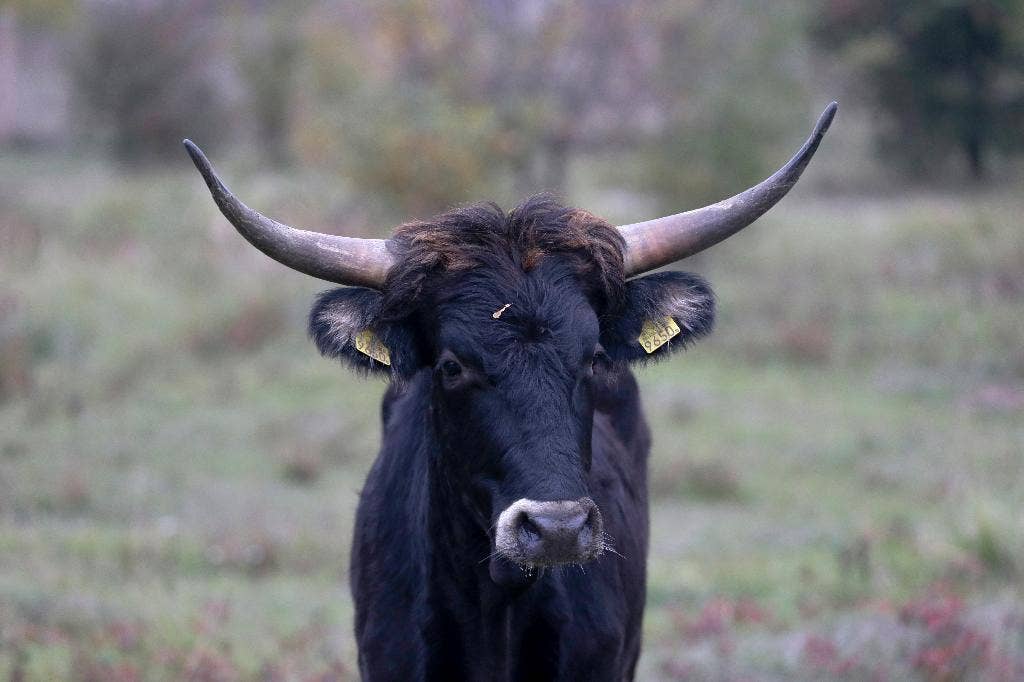 Recreated cattle breed closely related to extinct aurochs help save ...