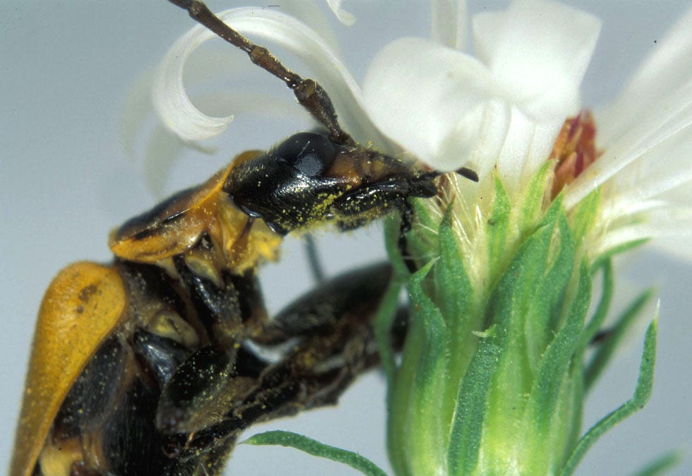 Insect Walking Dead: How a fungus turns beetles into killer zombies ...