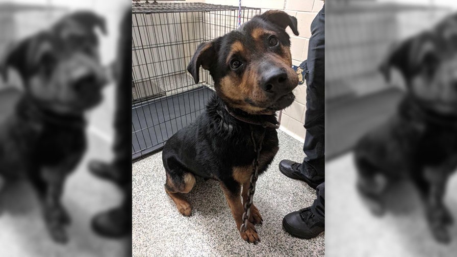 Detroit dog found with metal hook 'literally in his skin,' dragging 15 ...