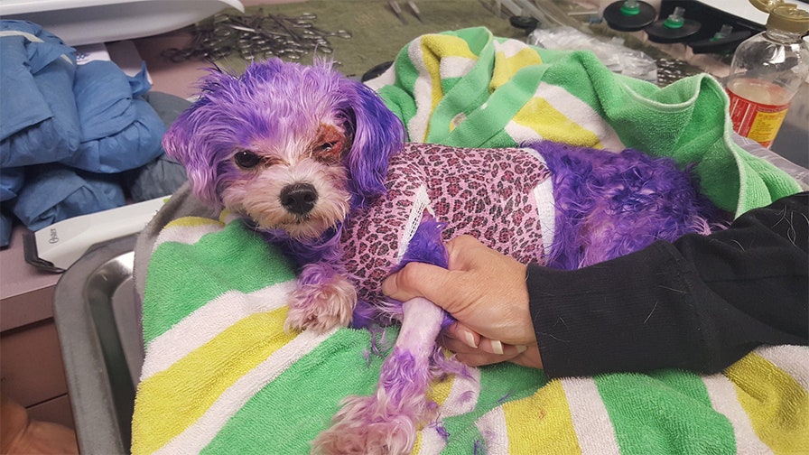 Dog suffers burns, swollen eye after being dyed purple, animal services ...