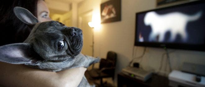 TV Officially Goes to the Dogs as New Channel Vies for Canine Viewers ...