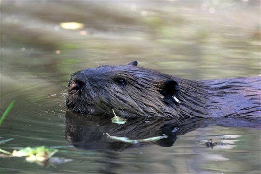 Effort to save beavers has had unfortunate side effect | Fox News