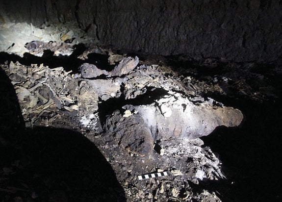 8 million dog mummies found in 'god of death' mass grave | Fox News