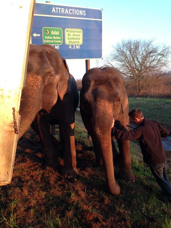 Big rig's elephant cargo keeps mired truck from rolling down muddy ...