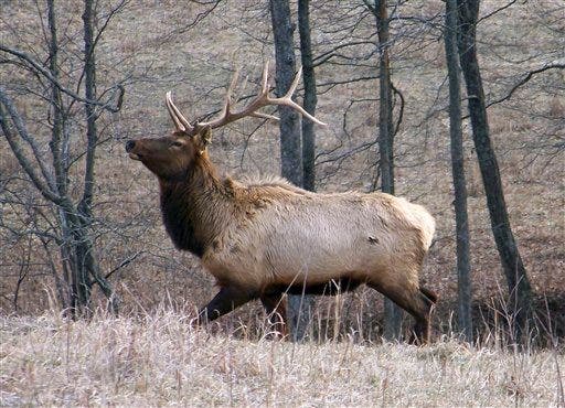 Appalachian Tours Offer Close-Up Look at Elk | Fox News